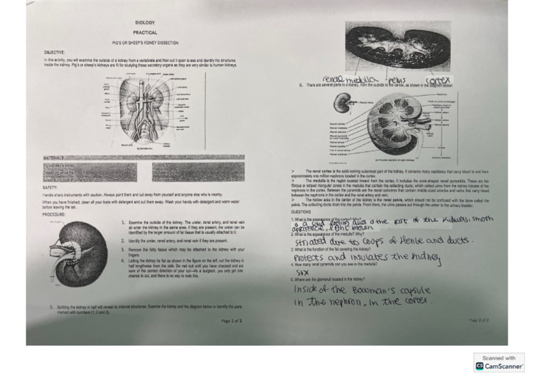 Kidney Disection | PDF