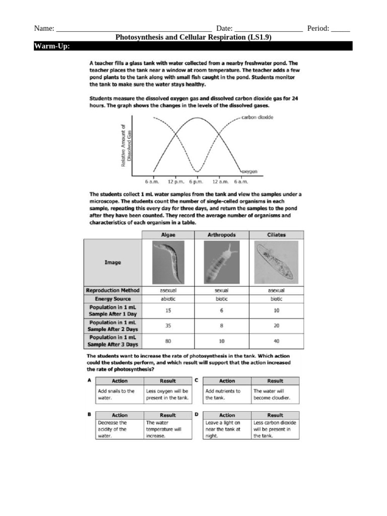 Day 7 Photosynthesis - Cell Respiration TNReady Review | PDF | Cellular ...