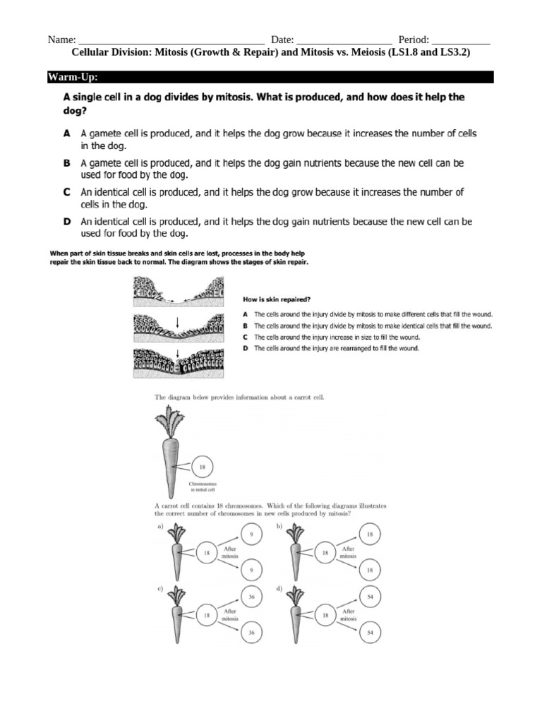 Day 5 Mitosis and Mitosis Vs Meiosis TN Ready Review | PDF | Meiosis ...