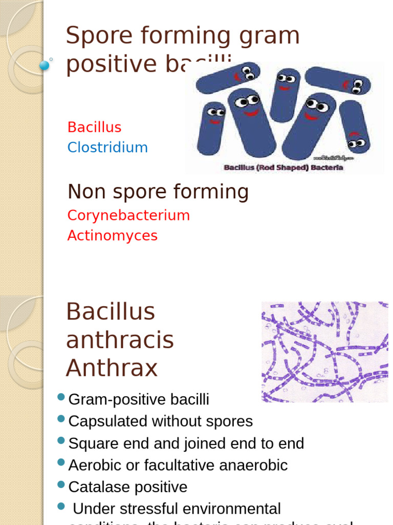 Gram +ve Bacilli Lab | PDF | Bacillus | Anthrax
