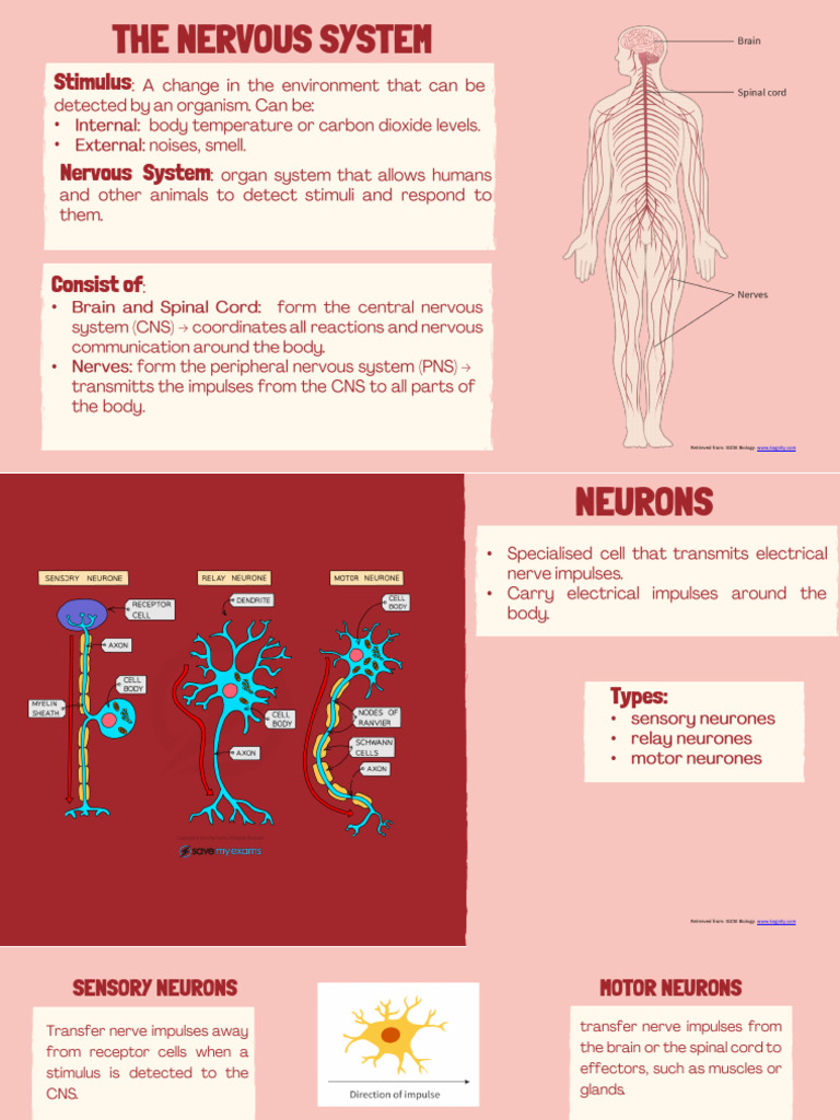 The Nervous System Ppt Pdf