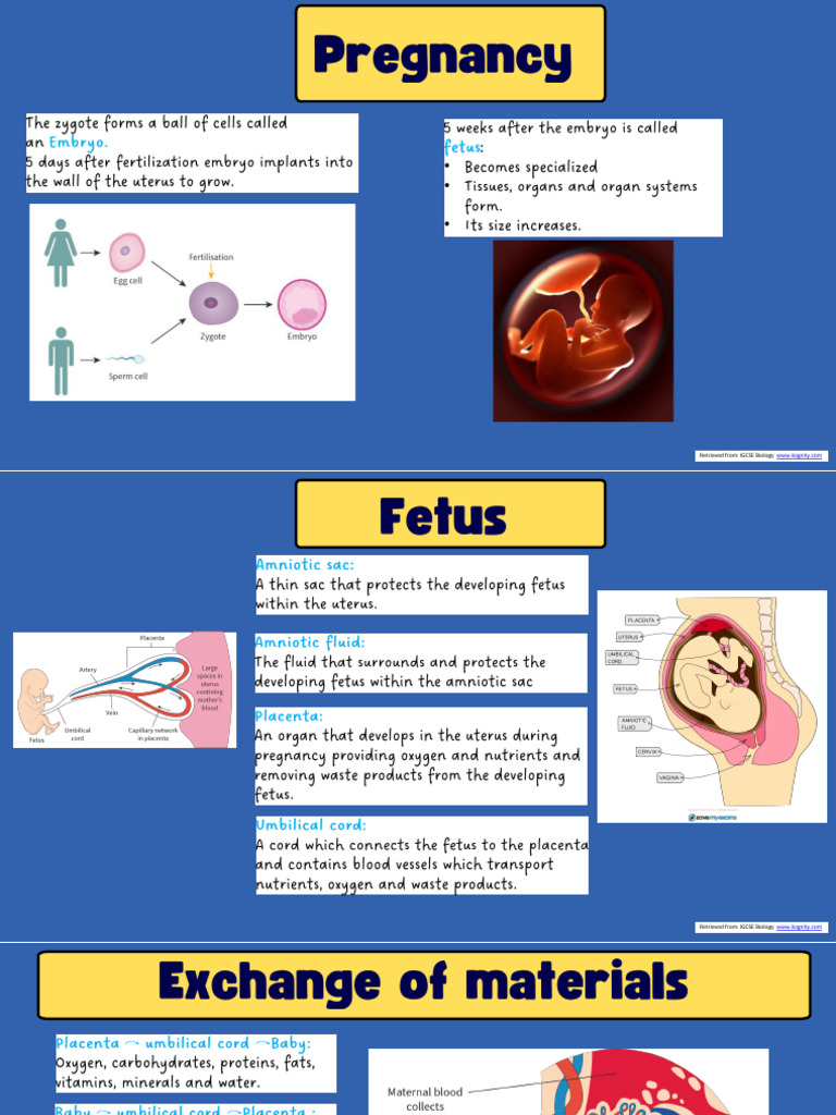 Fetal Development and Placenta Functions | PDF
