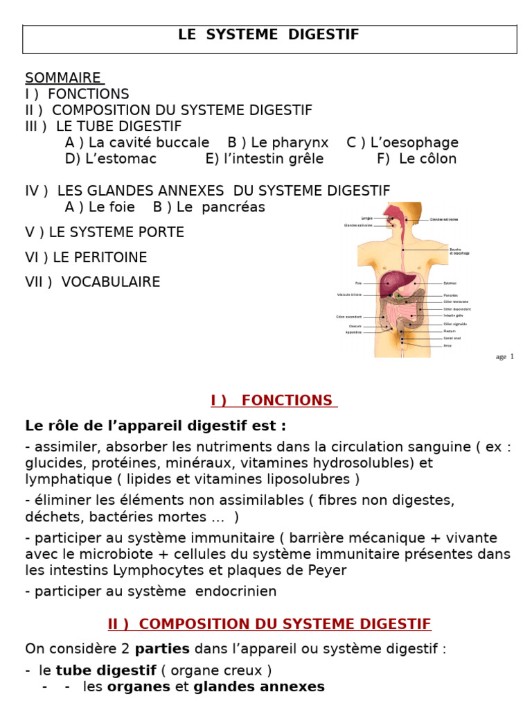 Anatomie et Fonctions du Système Digestif | PDF | Appareil digestif ...