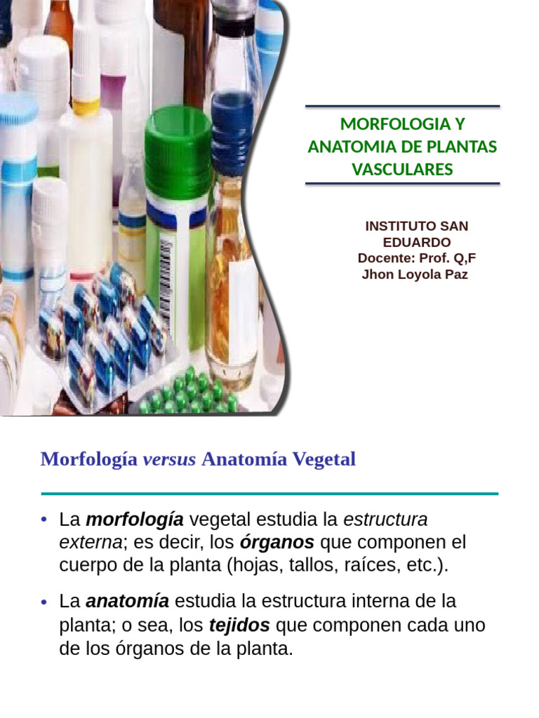 Morfologia y Anatomia de Plantas Vasculares | PDF | Raíz | Tallo de la ...