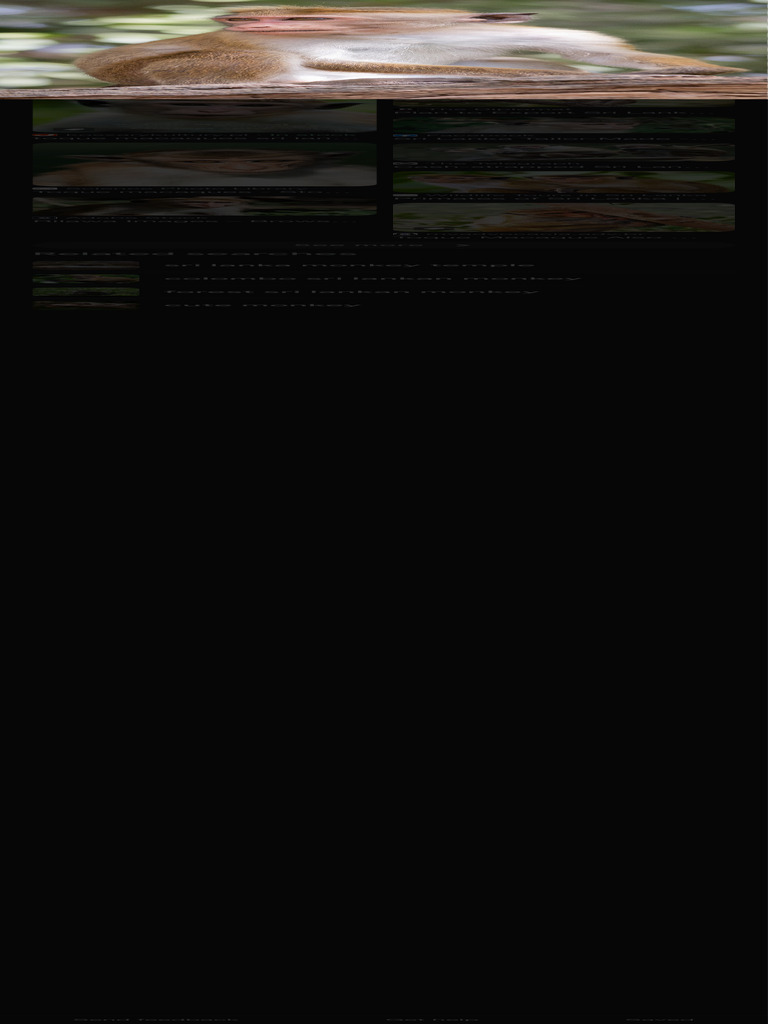 Sri Lanka Monkey - Google Search | PDF