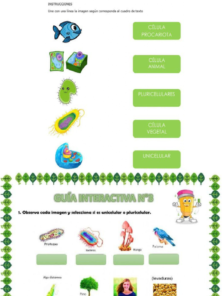 Unicelulares y Pluricelulares 5 Hojas Grado 4. | PDF