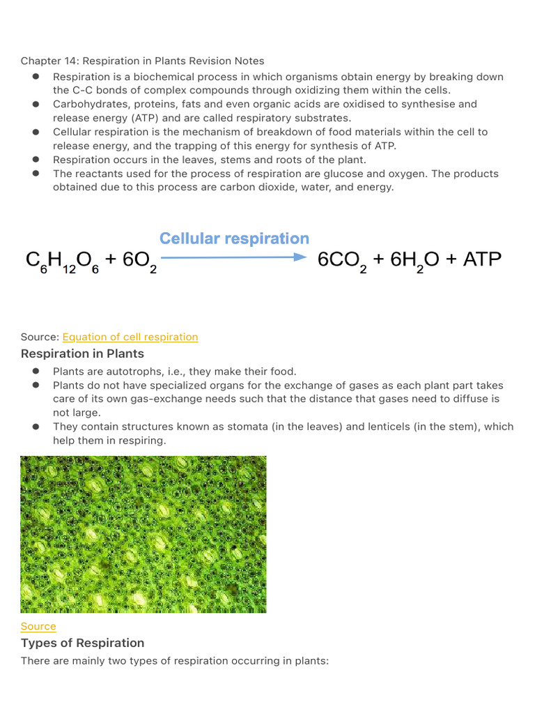 Plant Respiration Overview and Types | PDF | Cellular Respiration ...
