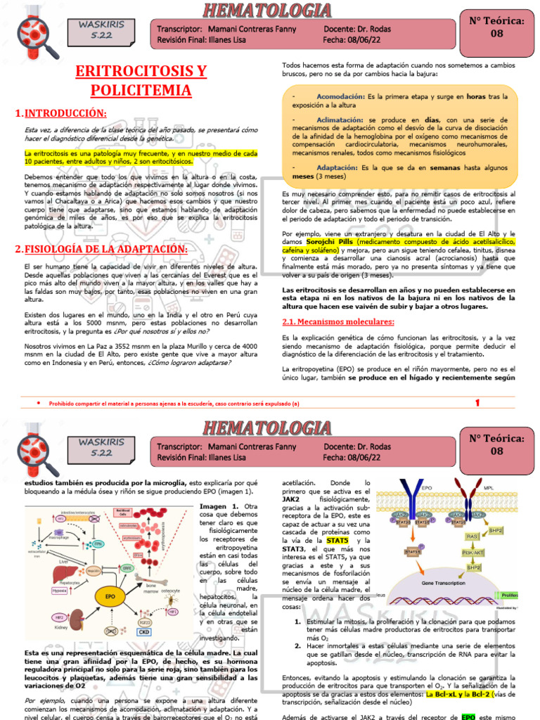 H8-Eritrocitosis y Policitemia-Dr. Rodas-08.06.22 | PDF | Transducción ...