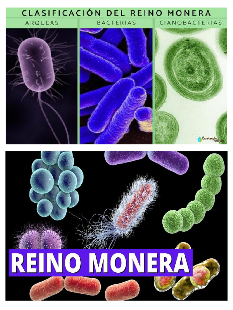 Reino Monera | PDF