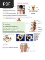 Músculos de La Nuca | PDF | Sistema musculoesquelético | Anatomía humana