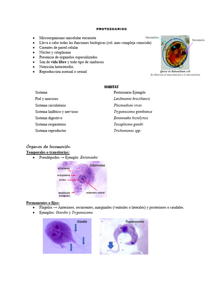 Protozoarios | PDF | Malaria | Biología