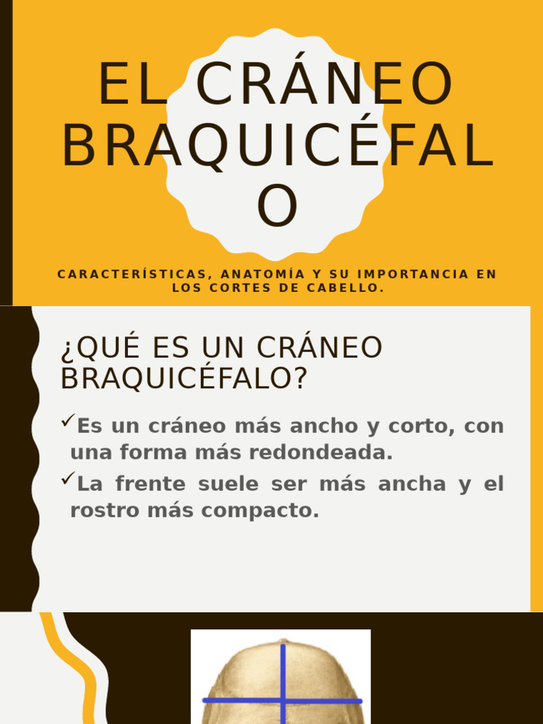 El Cráneo Braquicéfalo | PDF