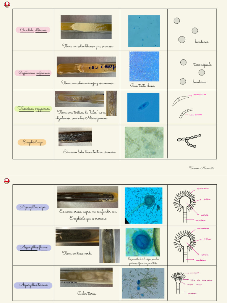 Hongos Micro I | PDF | Micología | Hongo