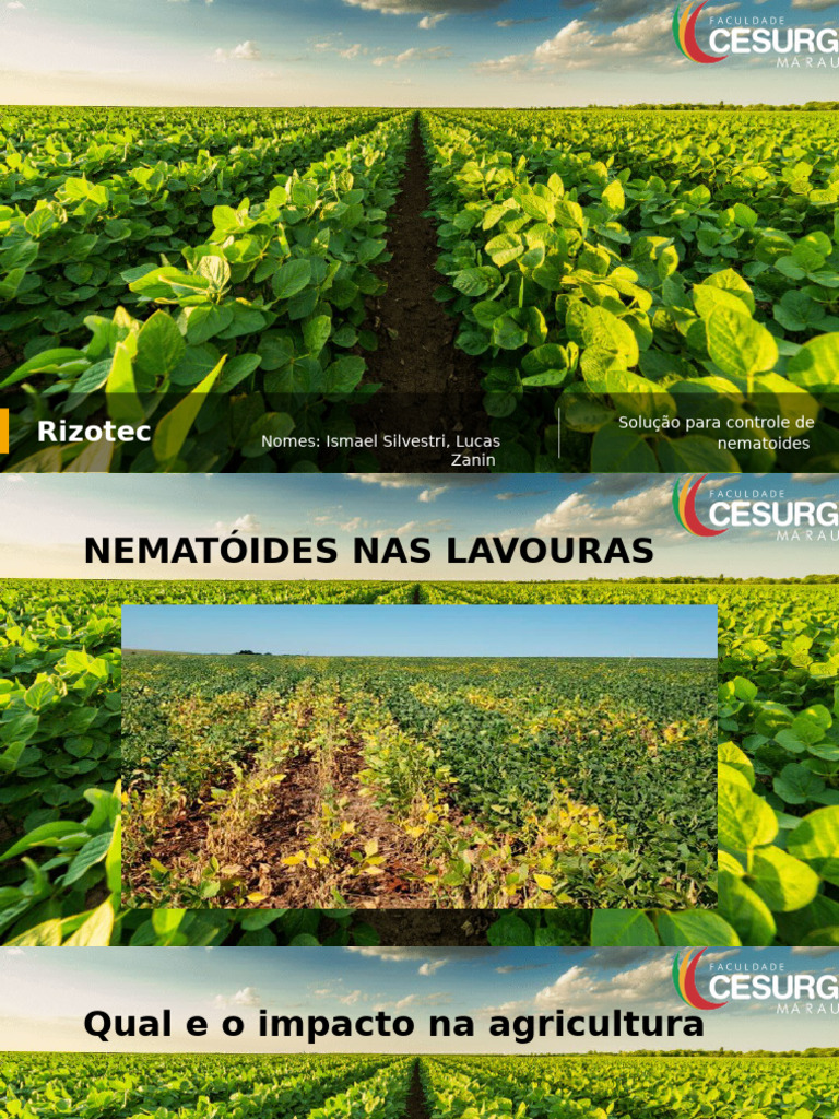 Rizo Tec | PDF