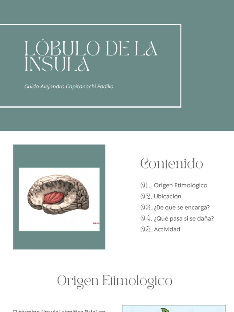 Lobulo de la Insula.pdf | PDF