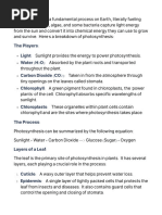 Chloroplast Labelled A Level Diagram | PDF | Chloroplast | Cell (Biology)