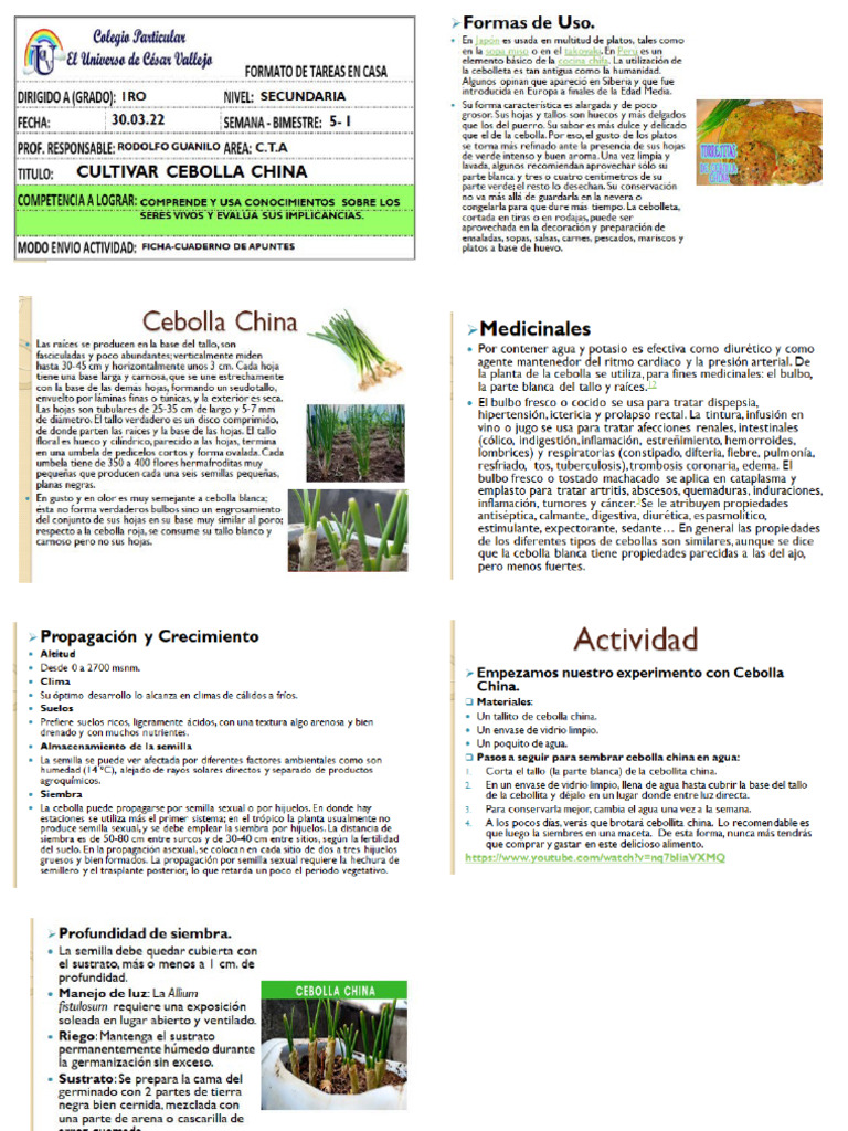 Actividad Cta 1ro Secundaria Semana 5 Dia 1 Cebolla China para Imprimir ...