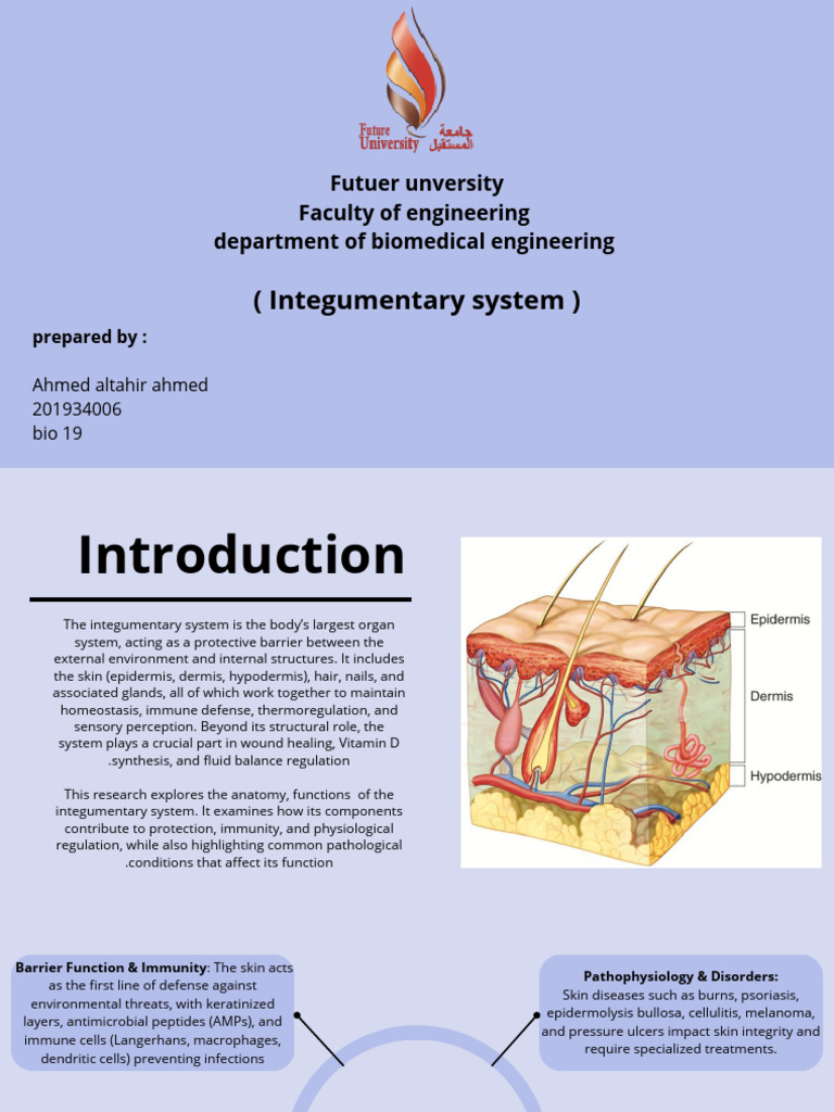Integumentary System Research | PDF | Integumentary System | Skin