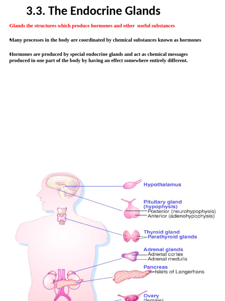 Endocrine Glands 1 | PDF | Endocrine System | Pancreas