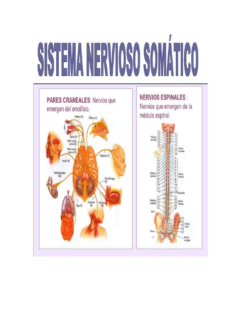 imagen sistema nervioso somatico y autonomo | PDF
