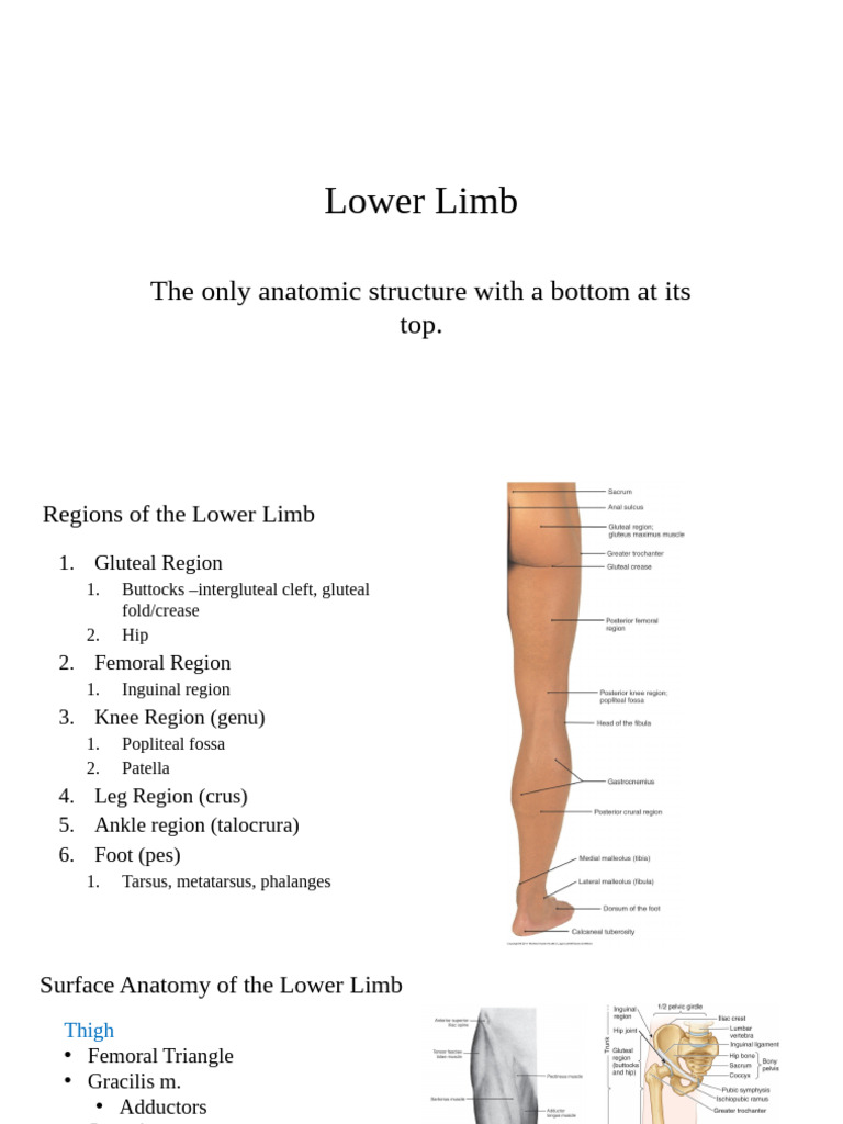 BIO+460+Lower Extremity | PDF | Human Leg | Knee