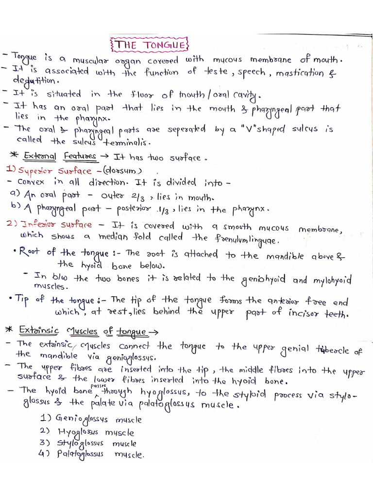 Anatomy of Tongue | PDF