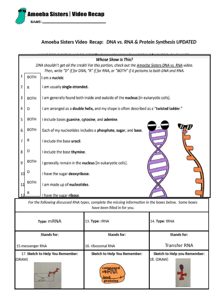 DNA vs. RNA and Protein Synthesis | PDF | Translation (Biology) | Rna