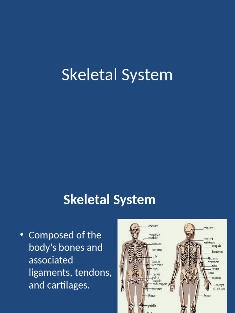 Overview of the Skeletal System | PDF | Skeleton | Bone