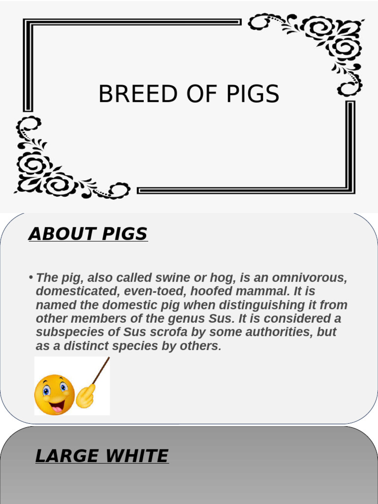 Overview of Pig Breeds | PDF