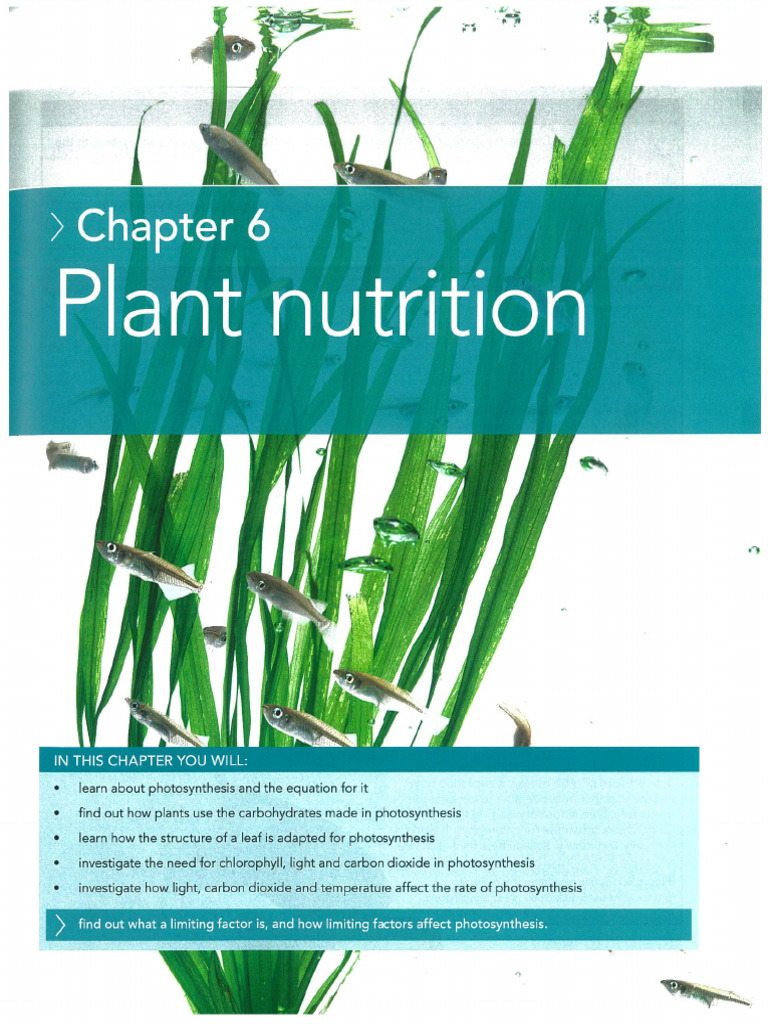 Chapter 6 Plant Nutrition Part 1 | PDF | Glucose | Biology