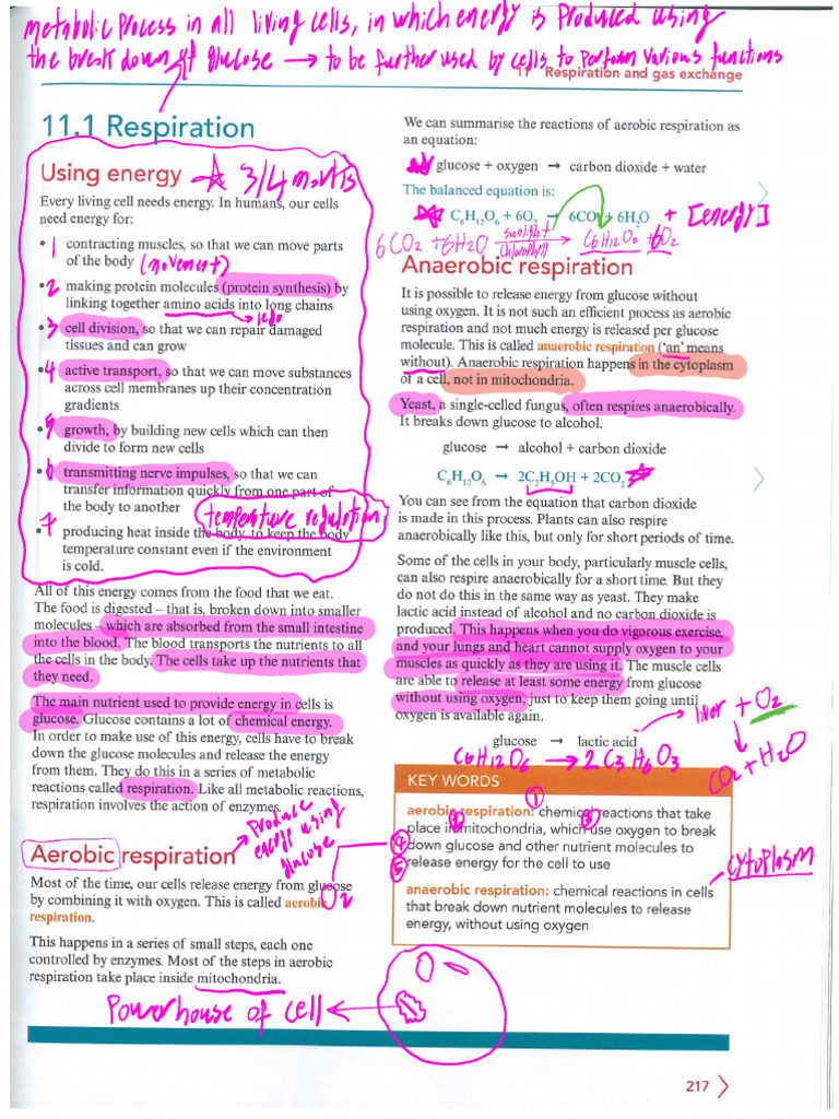 Chapter11 - Respiration Notes | PDF
