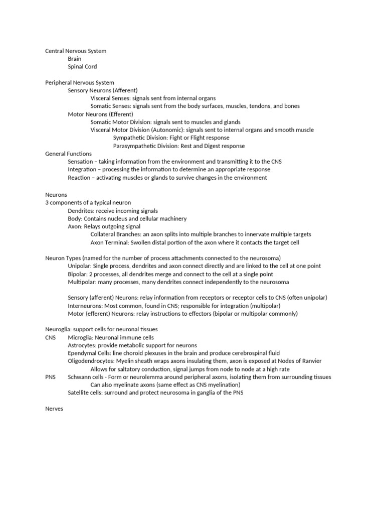 Review Chapter 8a - Nervous Tissue | PDF | Axon | Chemical Synapse