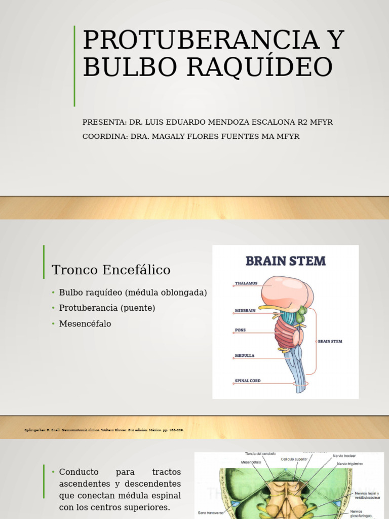 Protuberancia y Bulbo Raquídeo | PDF | Tronco encefálico | Anatomía humana