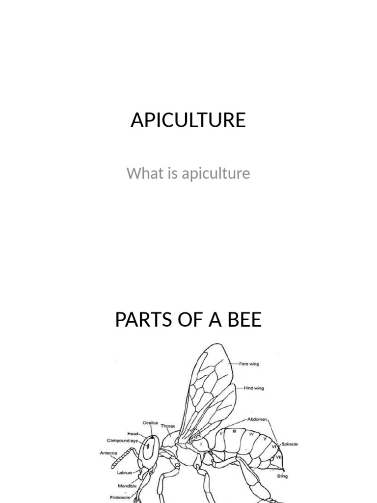 APICULTURE (Bee Production) | PDF