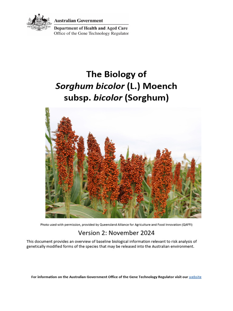 The Biology of Sorghum | PDF | Cereals | Biology
