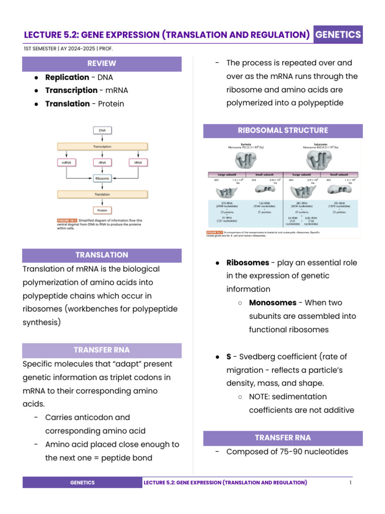 Lecture 5.2 - Gene Expression (Translation and Regulation) | PDF ...
