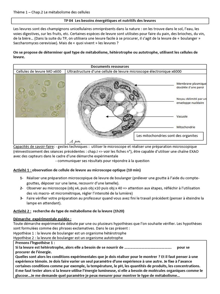 tp04 Metabolisme | PDF | Levure | Cellule (Biologie)