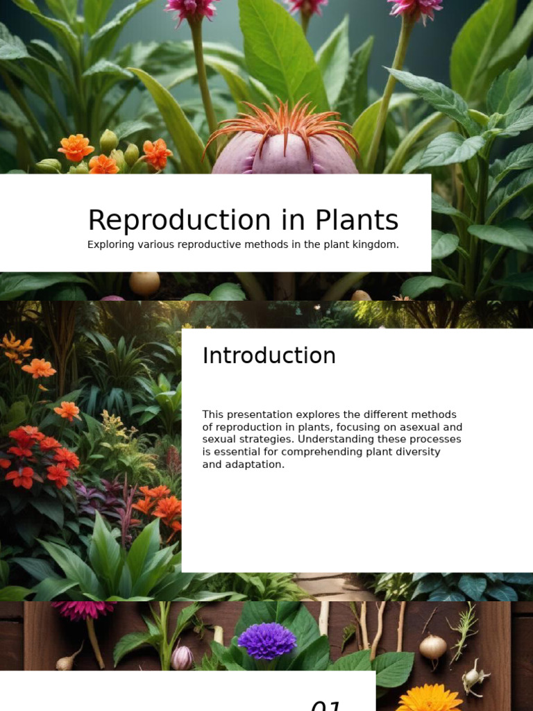 Reproduction in Plants | PDF | Plant Reproduction | Flowers