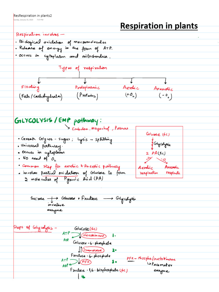 Respiration in Plants Notes | PDF