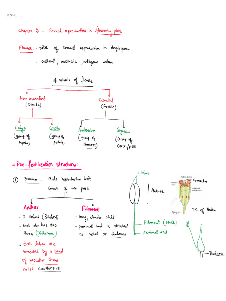 Reproduction Angiosperms Notes | PDF