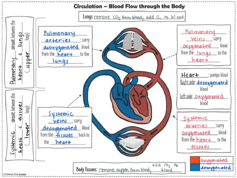 Circulation+Doodle+Notes+-+TEACHER+Copy | PDF
