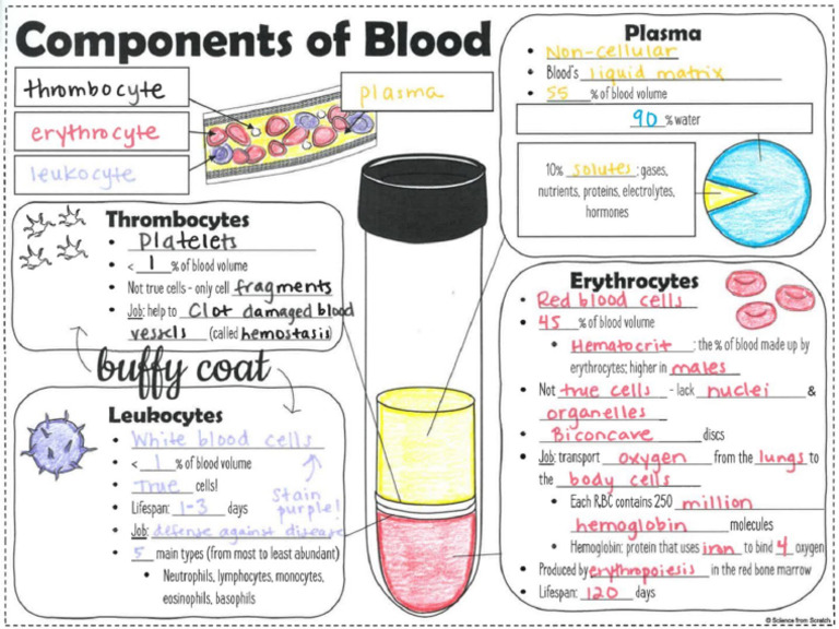 Composition of Blood Doodle Notes - TEACHER | PDF