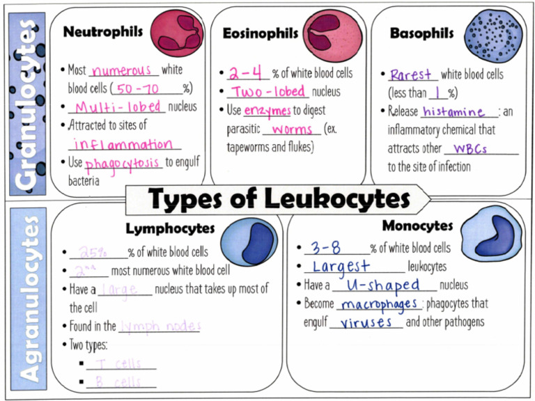 Types of White Blood Cells Doodle Notes - TEACHER | PDF