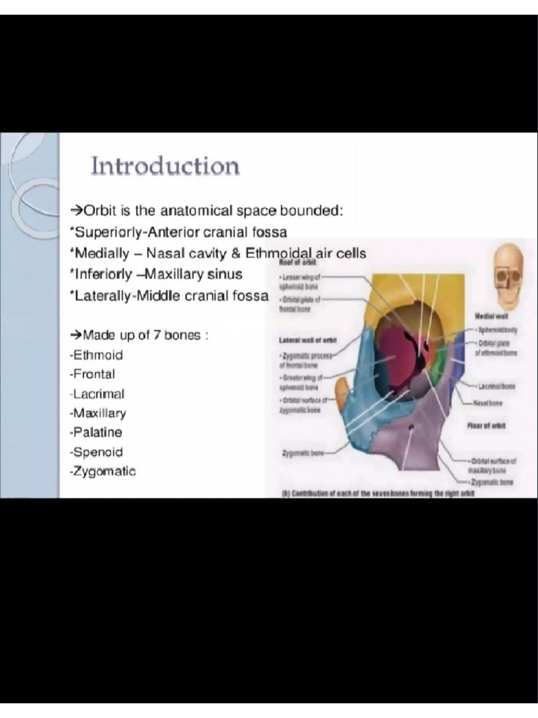 Orbit and Face | PDF