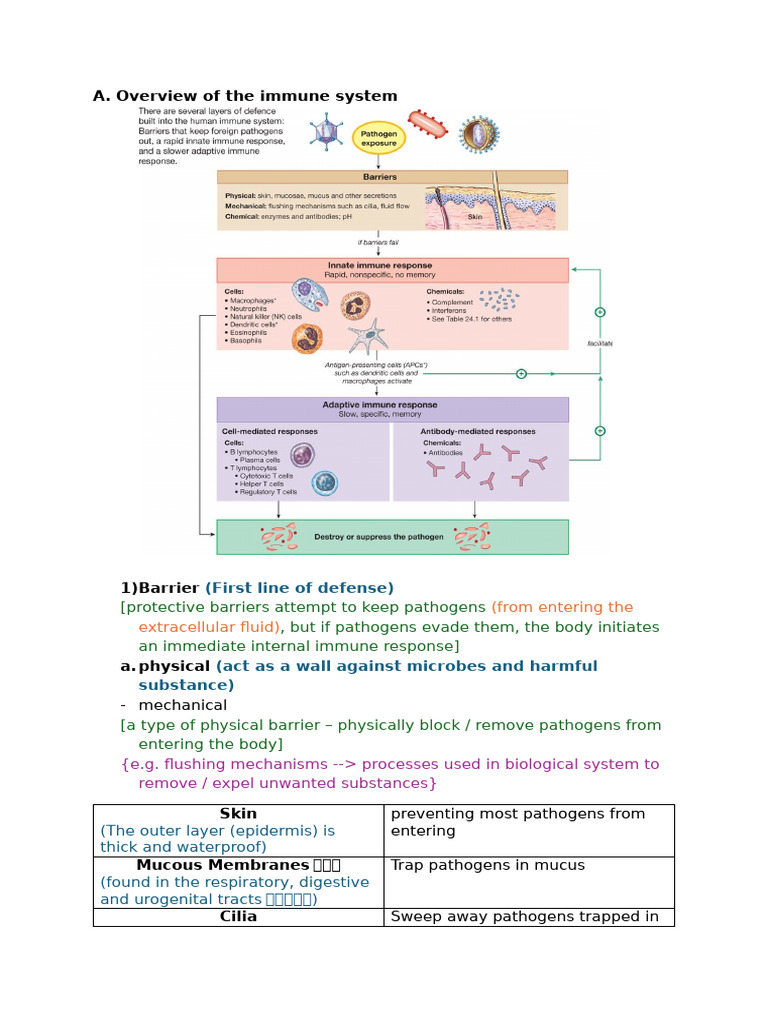 Immune system | PDF | Immune System | Antibody