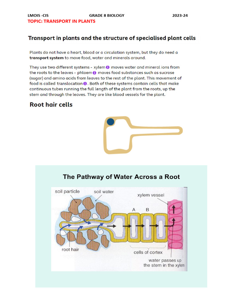 Transport in Plants - Notes | PDF | Leaf | Biology