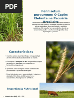 Manejo do Capim-Sudão BRS Estribo | PDF | Agricultura | Agronomia