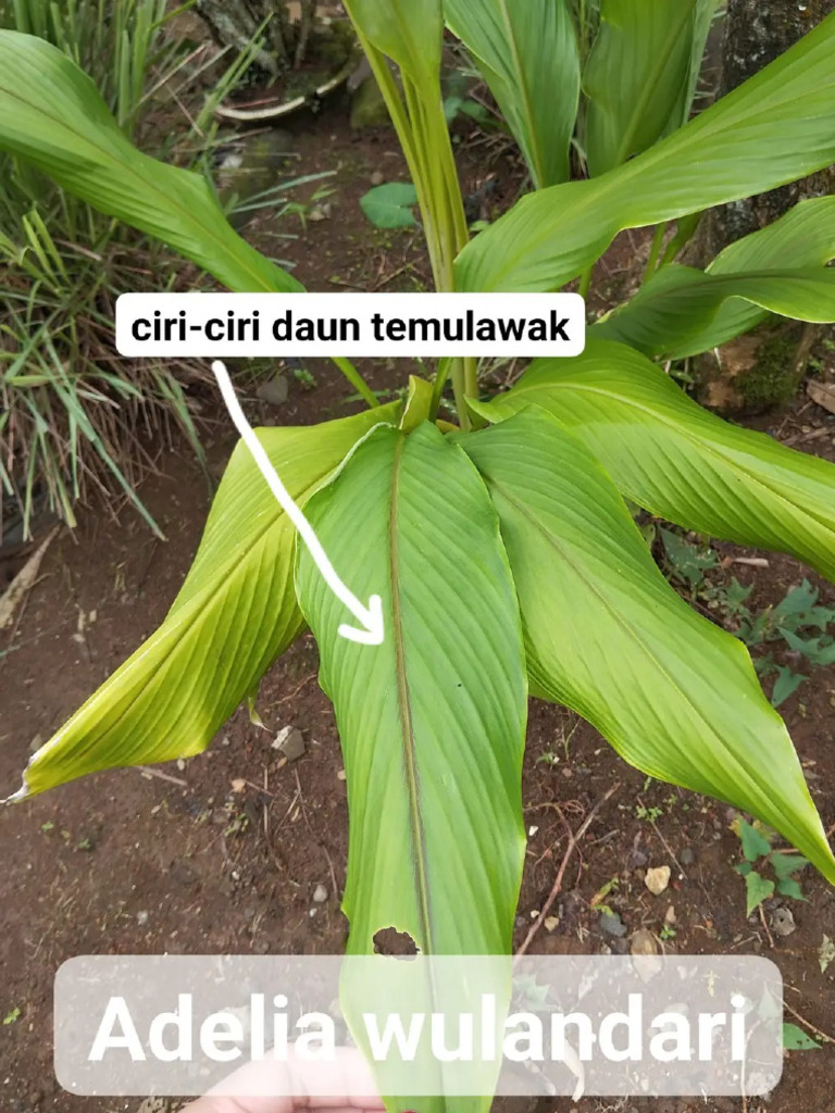 Pohon Temulawak | PDF