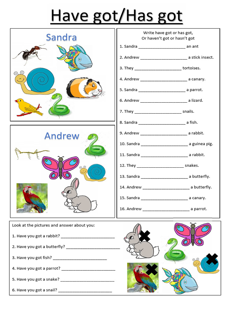 Have Got/Has Got Practice Worksheet | PDF | Animals And Humans