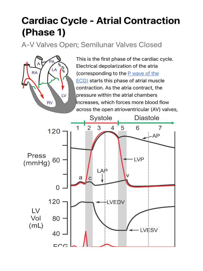 CV Physiology | Cardiac Cycle - Atrial Contraction (Phase 1) | PDF ...